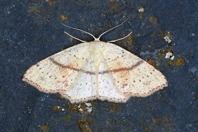 Macro Moths – Yorkshire Wildlife Guide