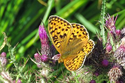 Butterflies – Yorkshire Wildlife Guide