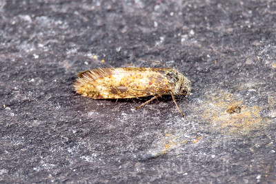 Micro Moths – Yorkshire Wildlife Guide