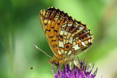 Butterflies – Yorkshire Wildlife Guide