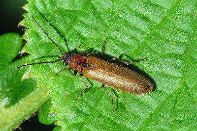 Beetles – Yorkshire Wildlife Guide