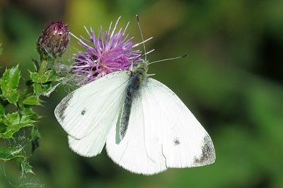 Butterflies – Yorkshire Wildlife Guide