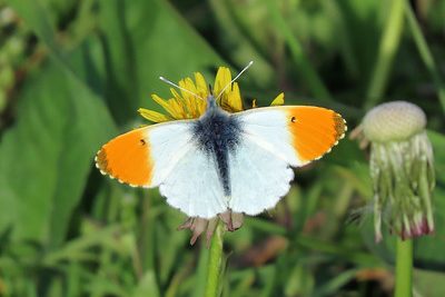 Butterflies – Yorkshire Wildlife Guide