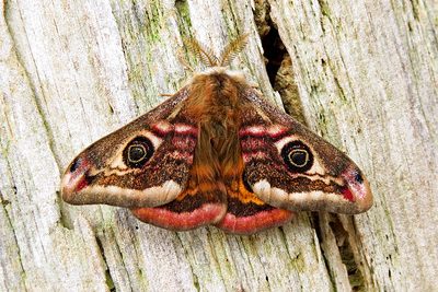 Macro Moths – Yorkshire Wildlife Guide