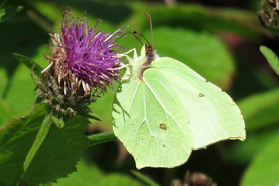 Butterflies – Yorkshire Wildlife Guide