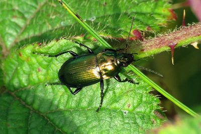 Beetles – Yorkshire Wildlife Guide