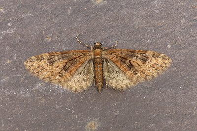 Macro Moths – Yorkshire Wildlife Guide