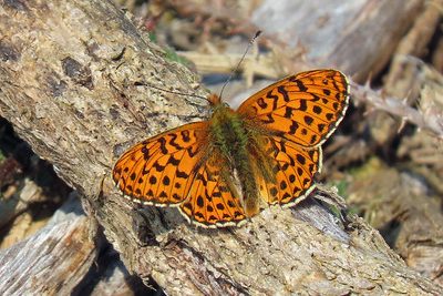 Butterflies – Yorkshire Wildlife Guide