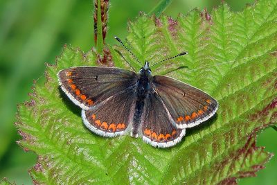 Butterflies – Yorkshire Wildlife Guide