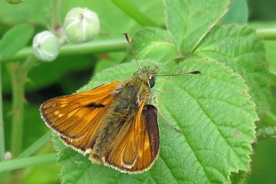 Butterflies – Yorkshire Wildlife Guide