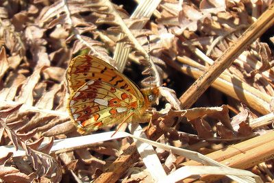 Butterflies – Yorkshire Wildlife Guide