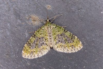 Macro Moths – Yorkshire Wildlife Guide