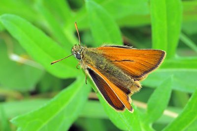 Butterflies – Yorkshire Wildlife Guide