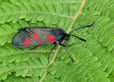 Macro Moths – Yorkshire Wildlife Guide