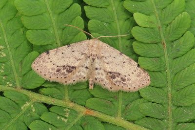 Macro Moths – Yorkshire Wildlife Guide