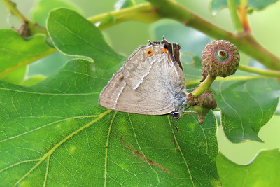 Butterflies – Yorkshire Wildlife Guide