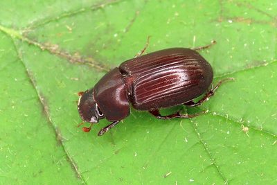 Beetles – Yorkshire Wildlife Guide