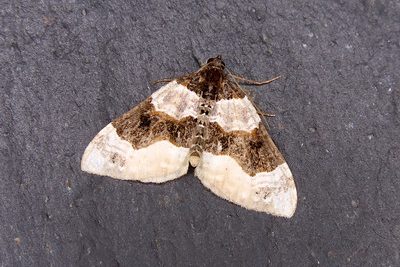 Macro Moths – Yorkshire Wildlife Guide