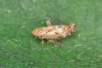 True Bugs – Yorkshire Wildlife Guide
