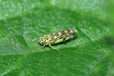 True Bugs – Yorkshire Wildlife Guide