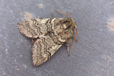 Macro Moths – Yorkshire Wildlife Guide