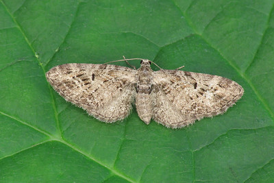 Macro Moths – Yorkshire Wildlife Guide