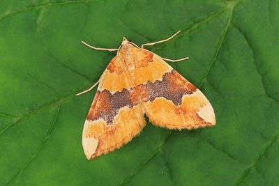 Macro Moths – Yorkshire Wildlife Guide