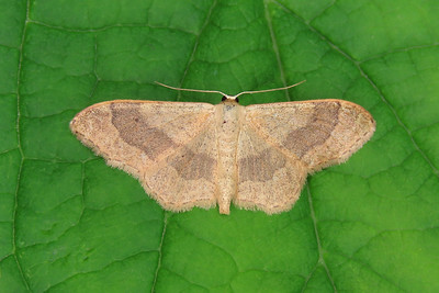 Macro Moths – Yorkshire Wildlife Guide