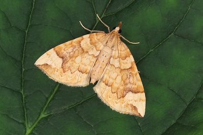 Macro Moths – Yorkshire Wildlife Guide