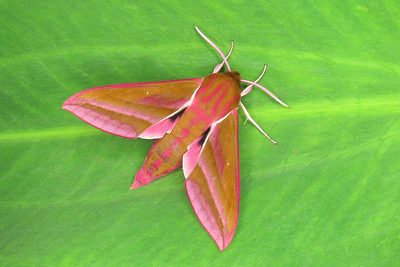 Macro Moths – Yorkshire Wildlife Guide