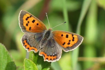 Butterflies – Yorkshire Wildlife Guide