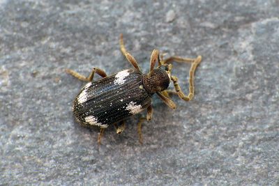 Beetles – Yorkshire Wildlife Guide