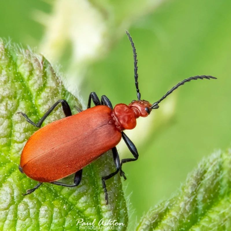 Yorkshire Wildlife Guide